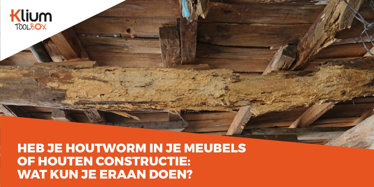 Volg deze vier tips om een houtworm te bestrijden en in de toekomst te ...